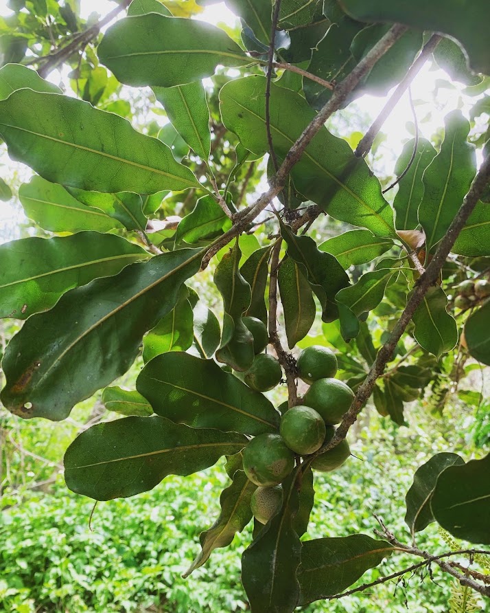 Công Ty TNHH Xuất Nhập Khẩu MACA HILLS | ở tại Đắk Nông